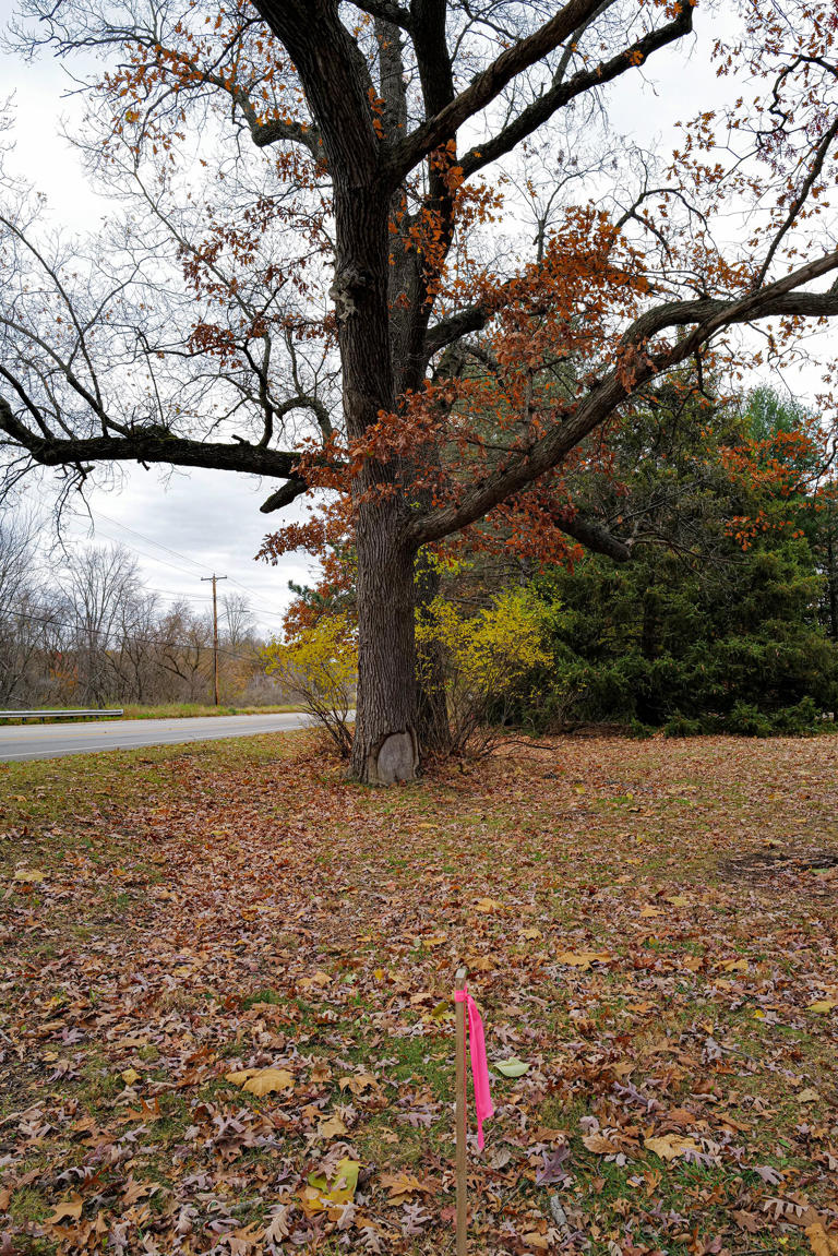 Lansing City Council moves to protect trees at Fenner Nature Center ...