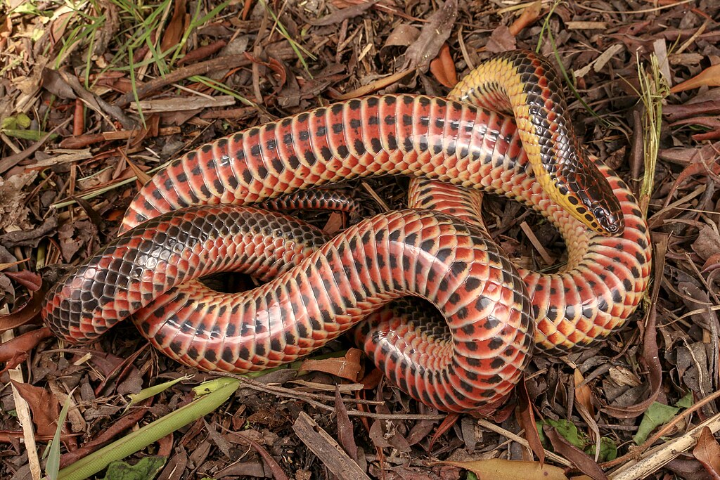 If You Encounter This Brightly Colored Snake Outdoors, Notify Officials ...