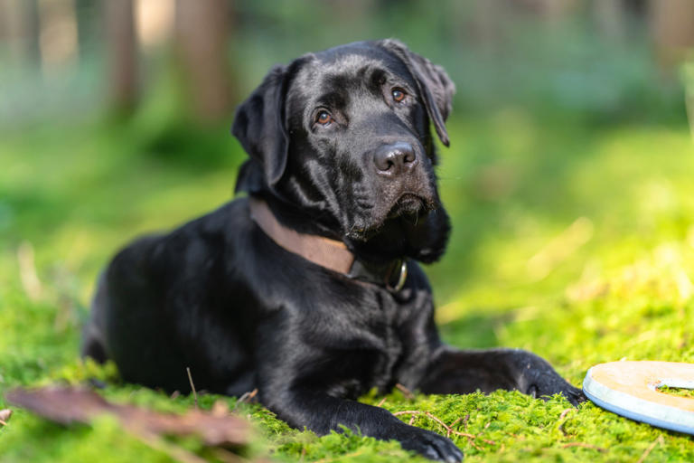 120+ Fun & Adorable Names for Black Labradors