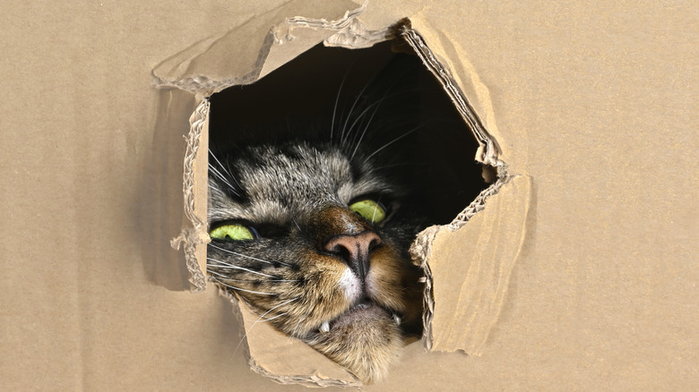 Funny photos that are peak cat