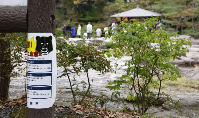 5 hurt in bear attacks in 3 Japan prefectures