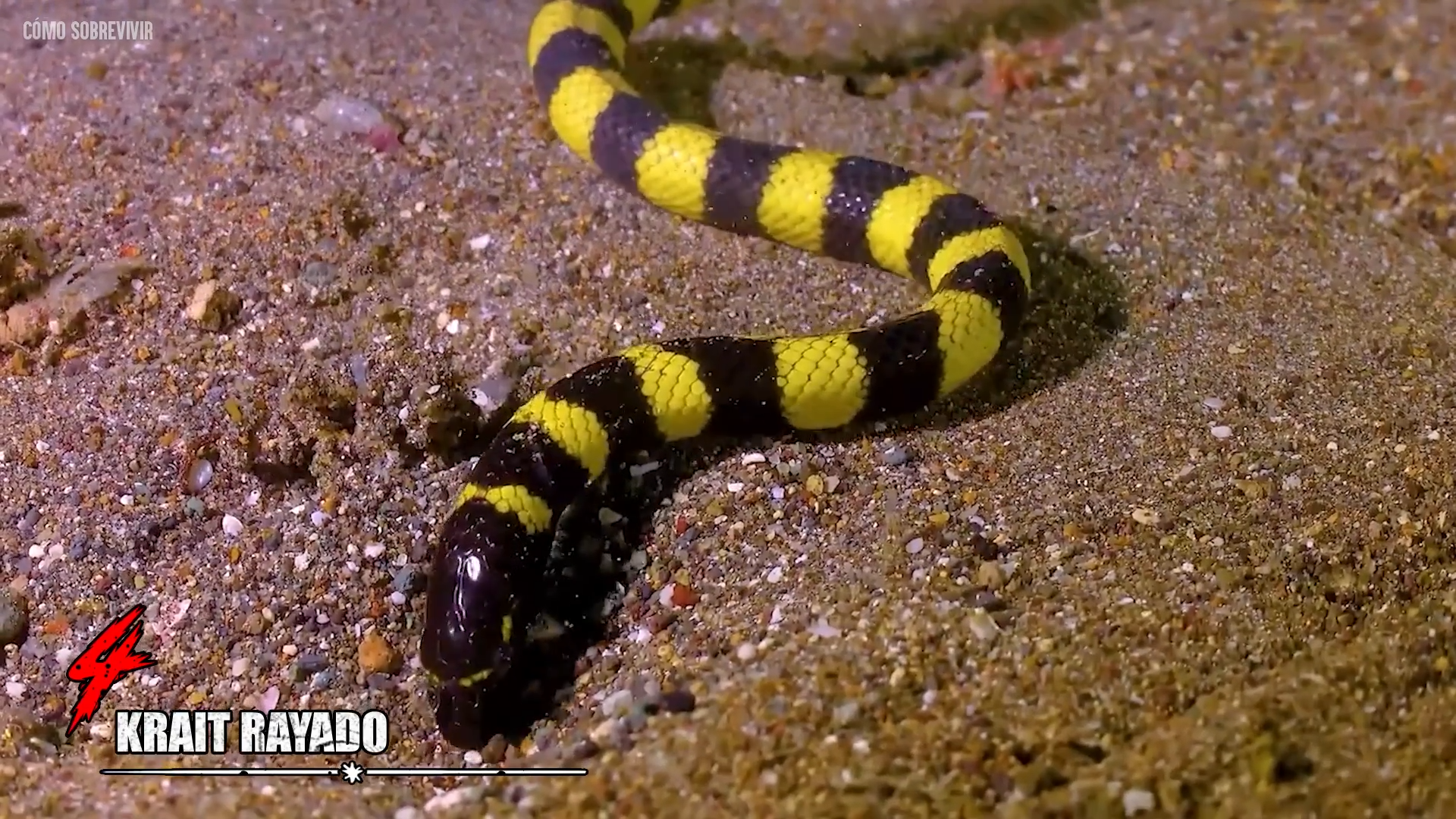 Las mordidas de serpiente más rápidas y letales del planeta
