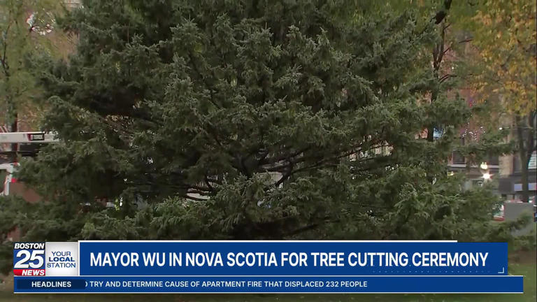 Boston Mayor Michelle Wu to travel to Nova Scotia for Christmas tree ...