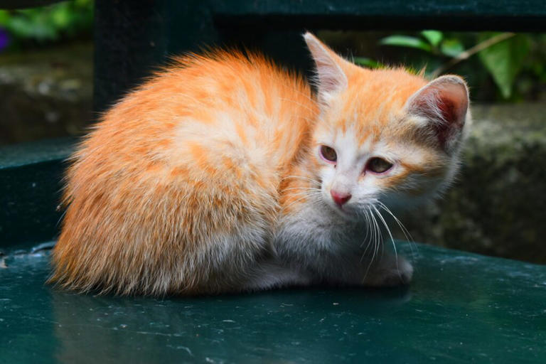 Why Orange Cats Stand Out Genetically from All Other Mammals
