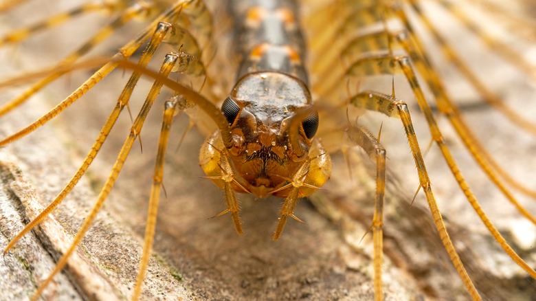 The Simple Trick That'll Help Keep Centipedes Out Of Your Home