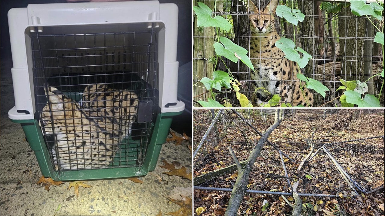 2 escaped African Serval cats captured in Berks County, 1 remains missing
