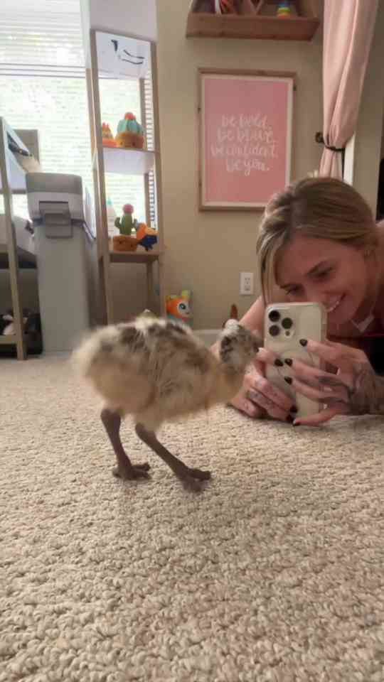 Attack Emus - The World’s Second Largest Bird Grows Up Fast