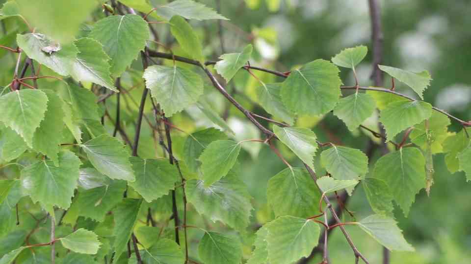 Identification Guide Silver Birch Tree Explained