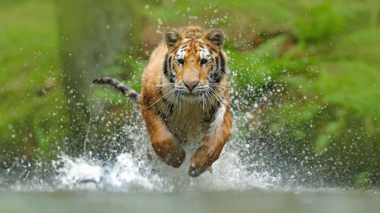 How Fast Are Tigers And How Do They Compare To Other Big Cats?