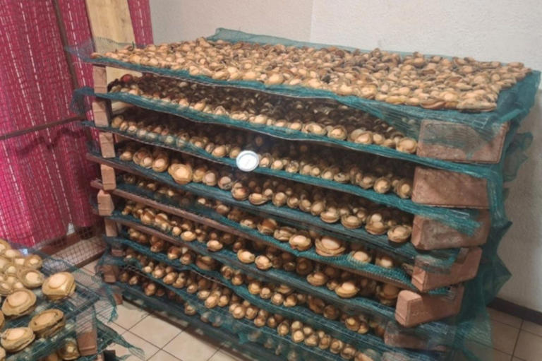 SAPS seizes abalone worth R3.5 million in Primrose Park raid
