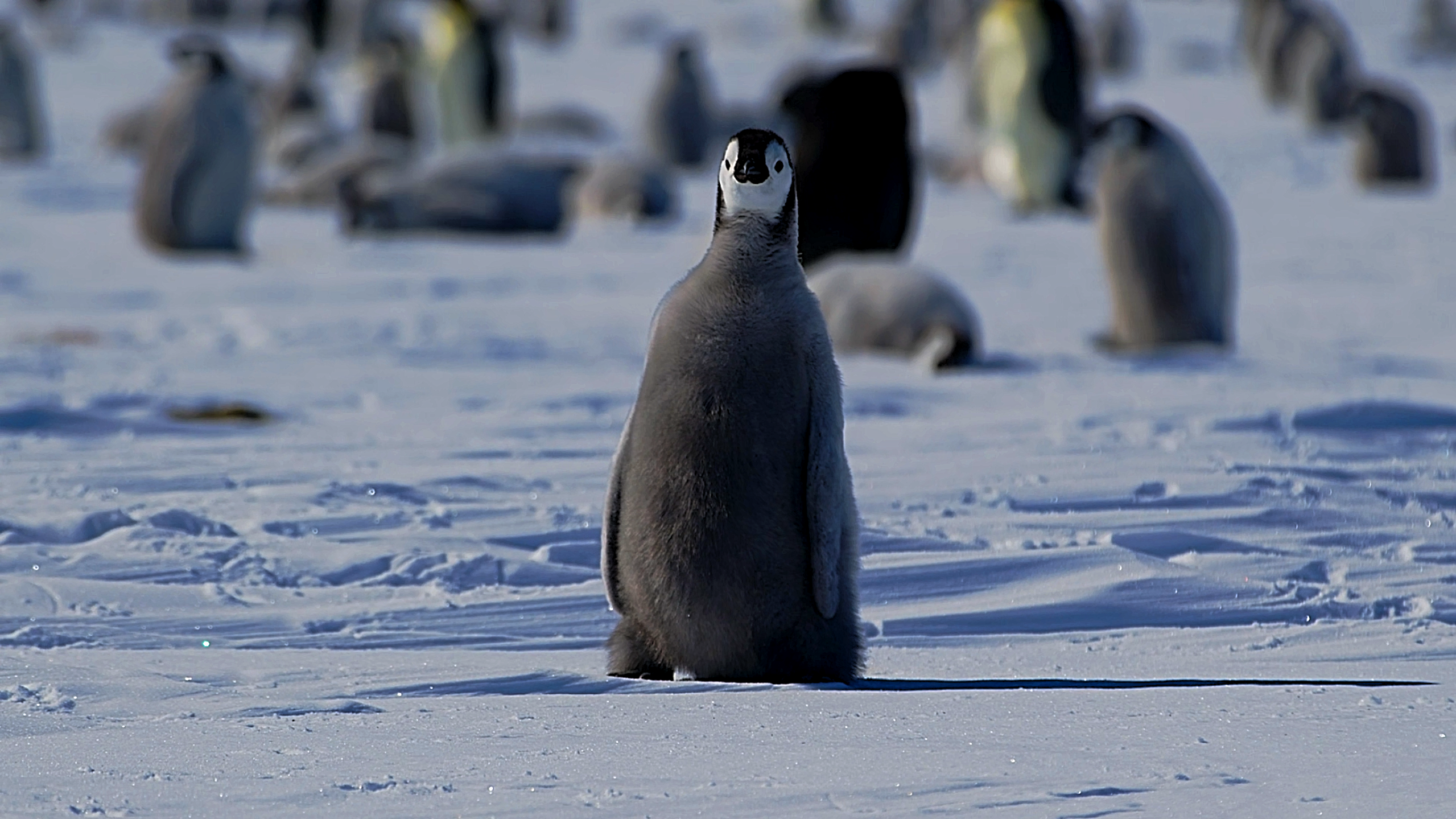 I Hid a Camera Near Several Penguins and Spotted a Rare Wonder