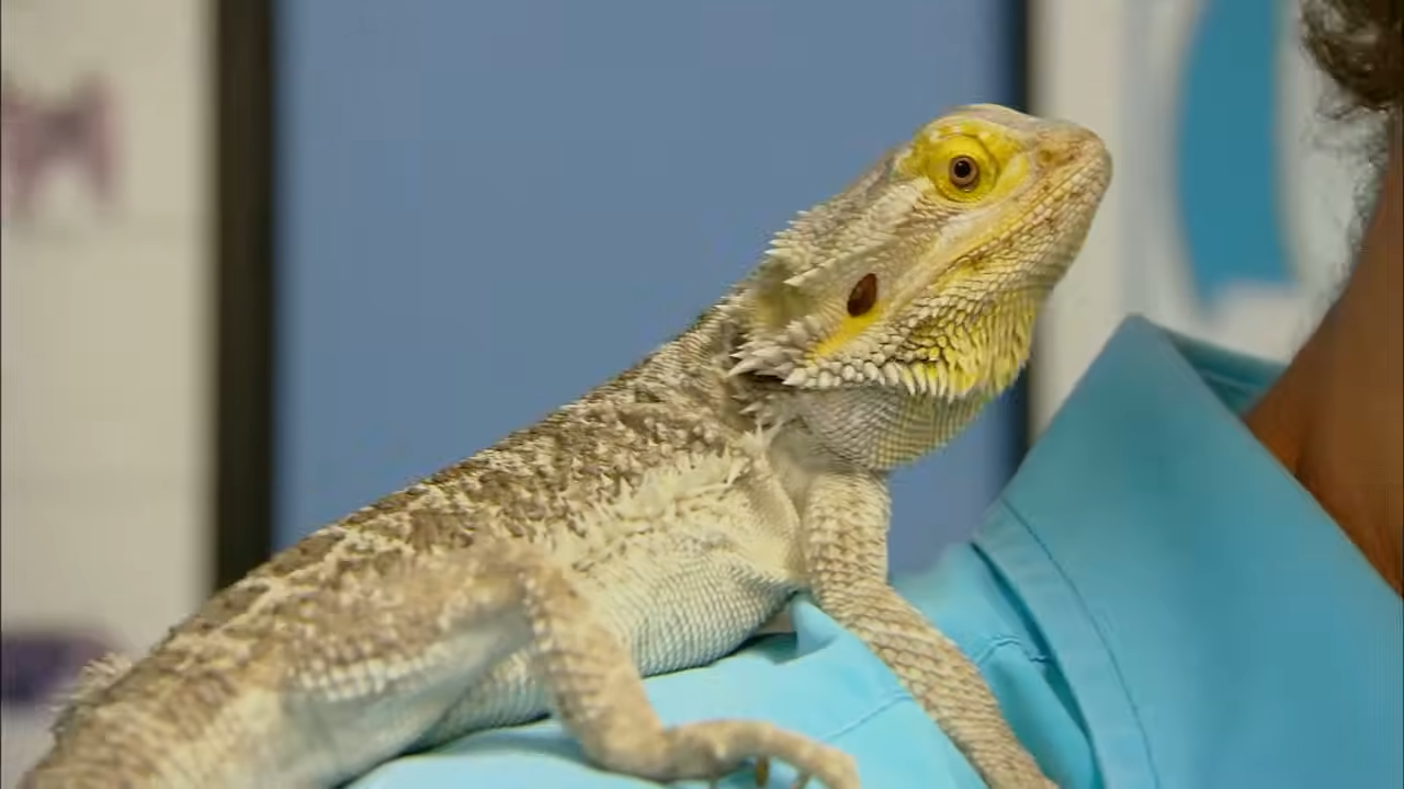 Finding out our bearded dragon’s real gender