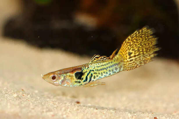 5 Fish Breeds That Make Your Aquarium Shine for a Decade