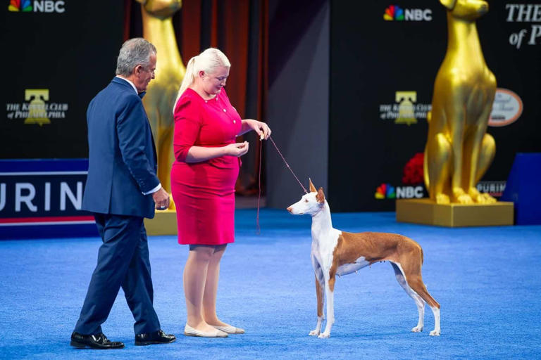 What Makes the National Dog Show a Thanksgiving Favorite