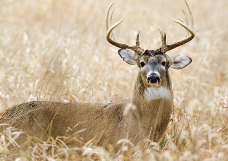 Fall firearms deer season underway; here's what to know