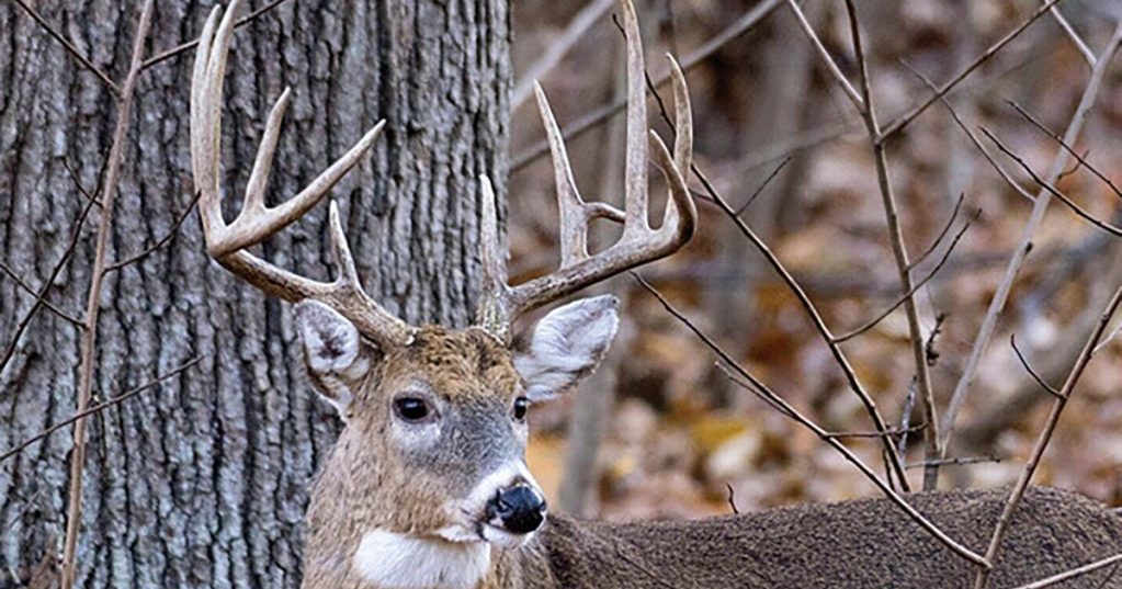 Fall firearms deer season underway; here's what to know