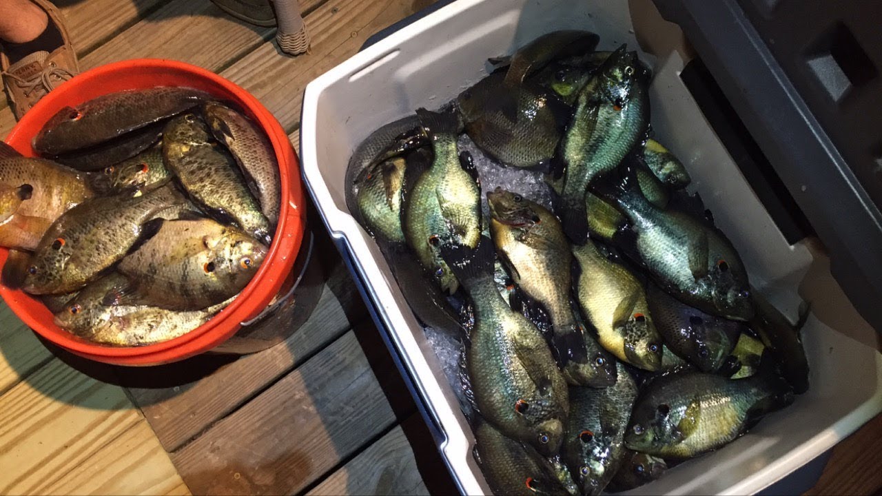 Found giant bream bed with red-ear and bluegill catch