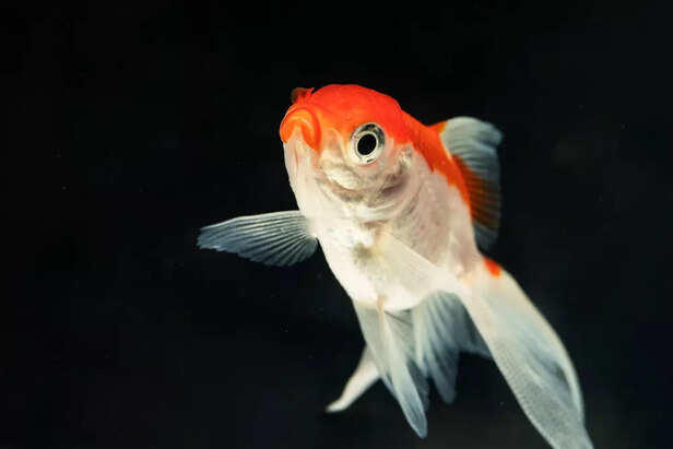 5 Fish Breeds That Make Your Aquarium Shine for a Decade