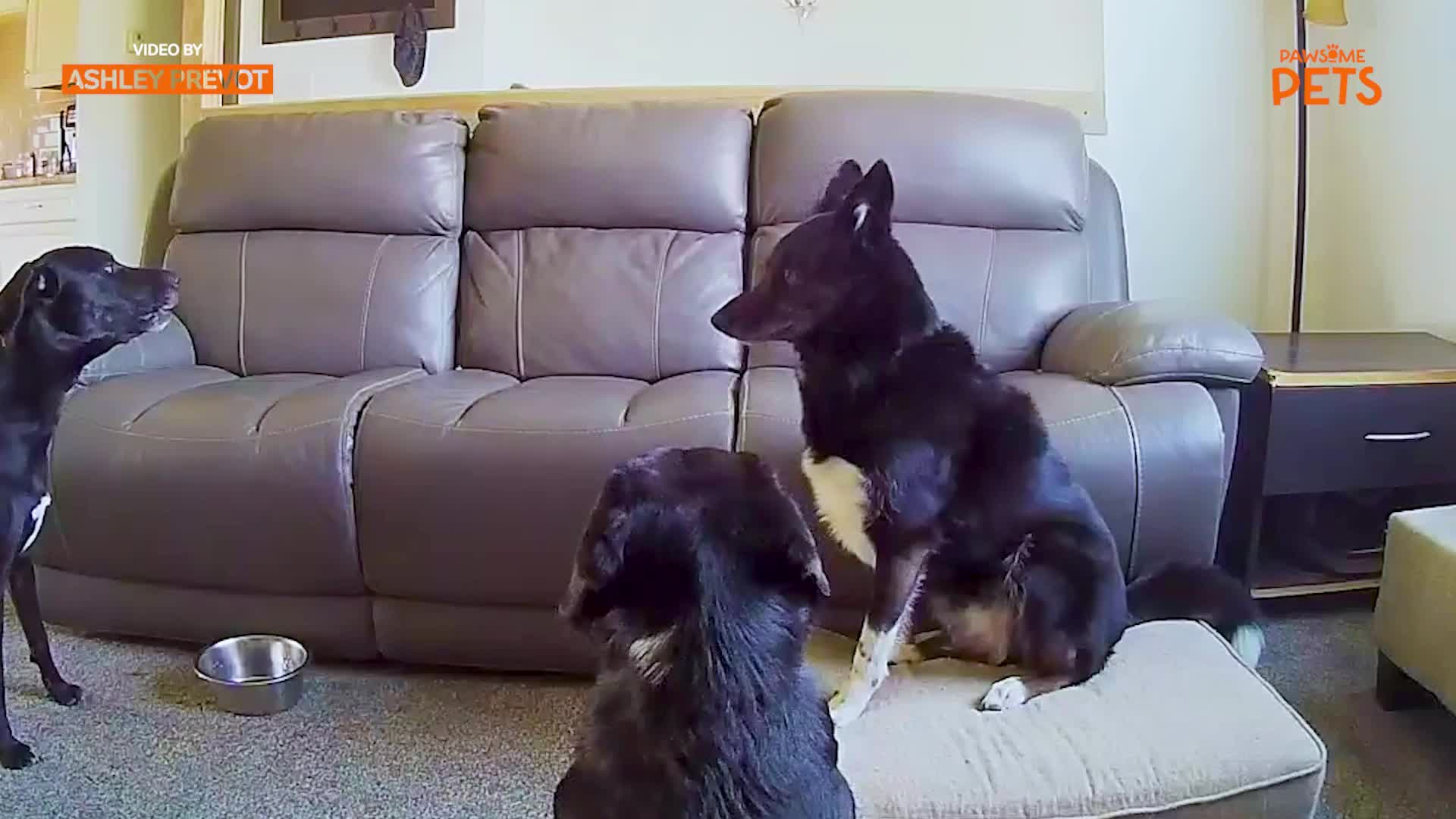 What do your dogs get up to while they are home alone?