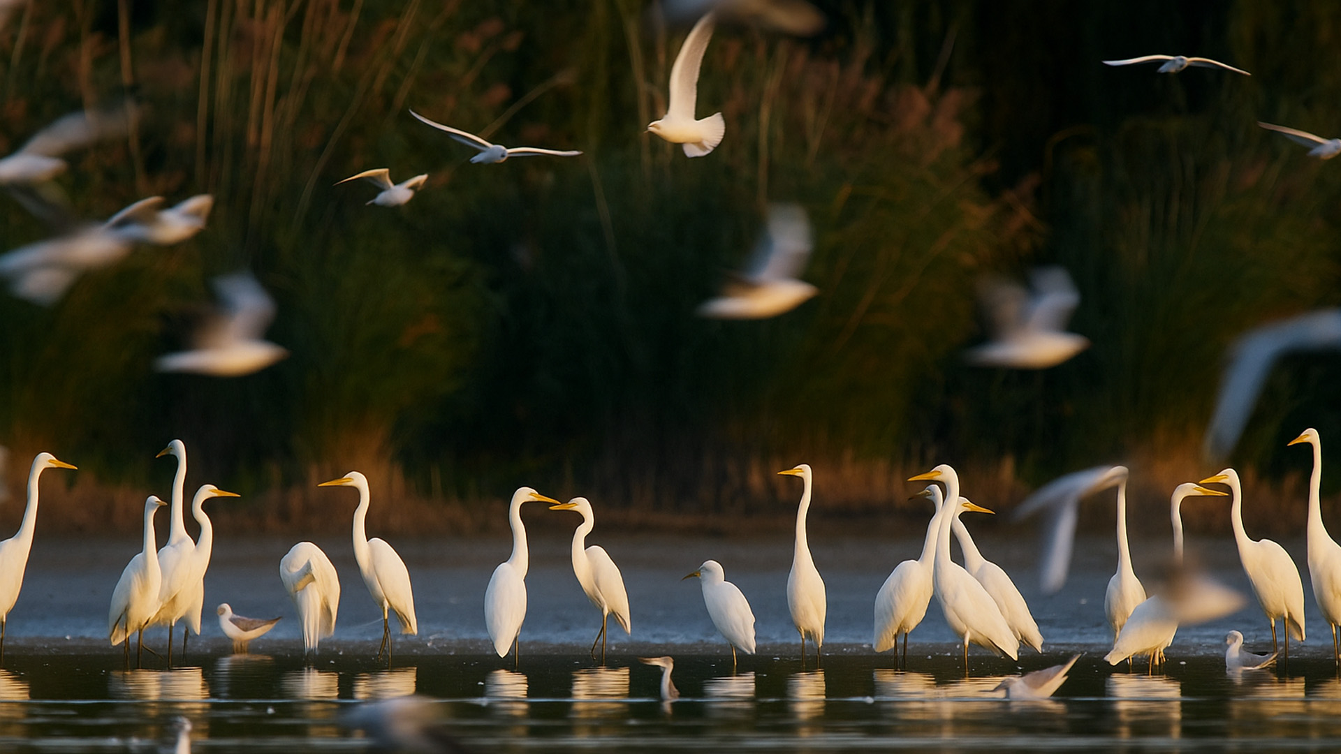 Dusk Encounter – Herons by the Water’s Edge