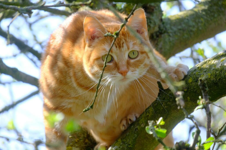 Why Orange Cats Stand Out Genetically from All Other Mammals