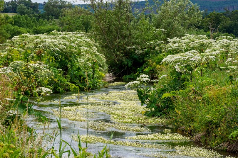 Warning for Cork families who love the outdoors as dangerous plant ...