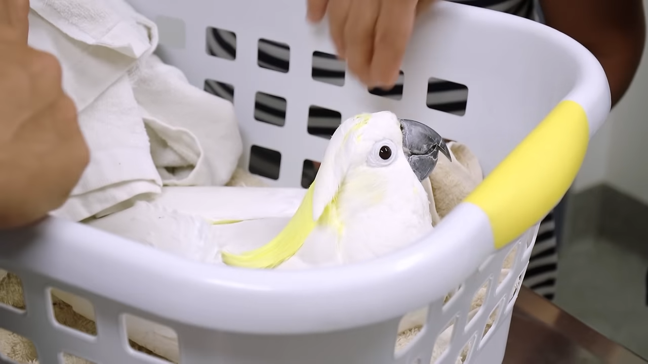 How birds show their stress