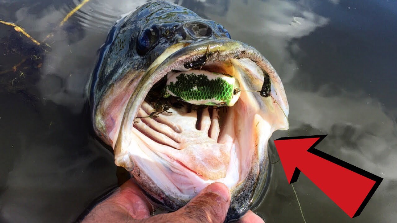 New frog lure catches giant bass effectively