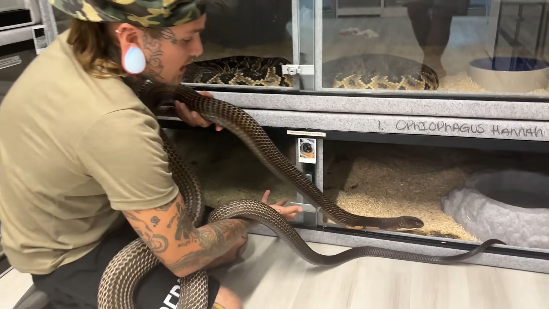 Incredible Footage: Bright Blue Vipers Born in Captivity