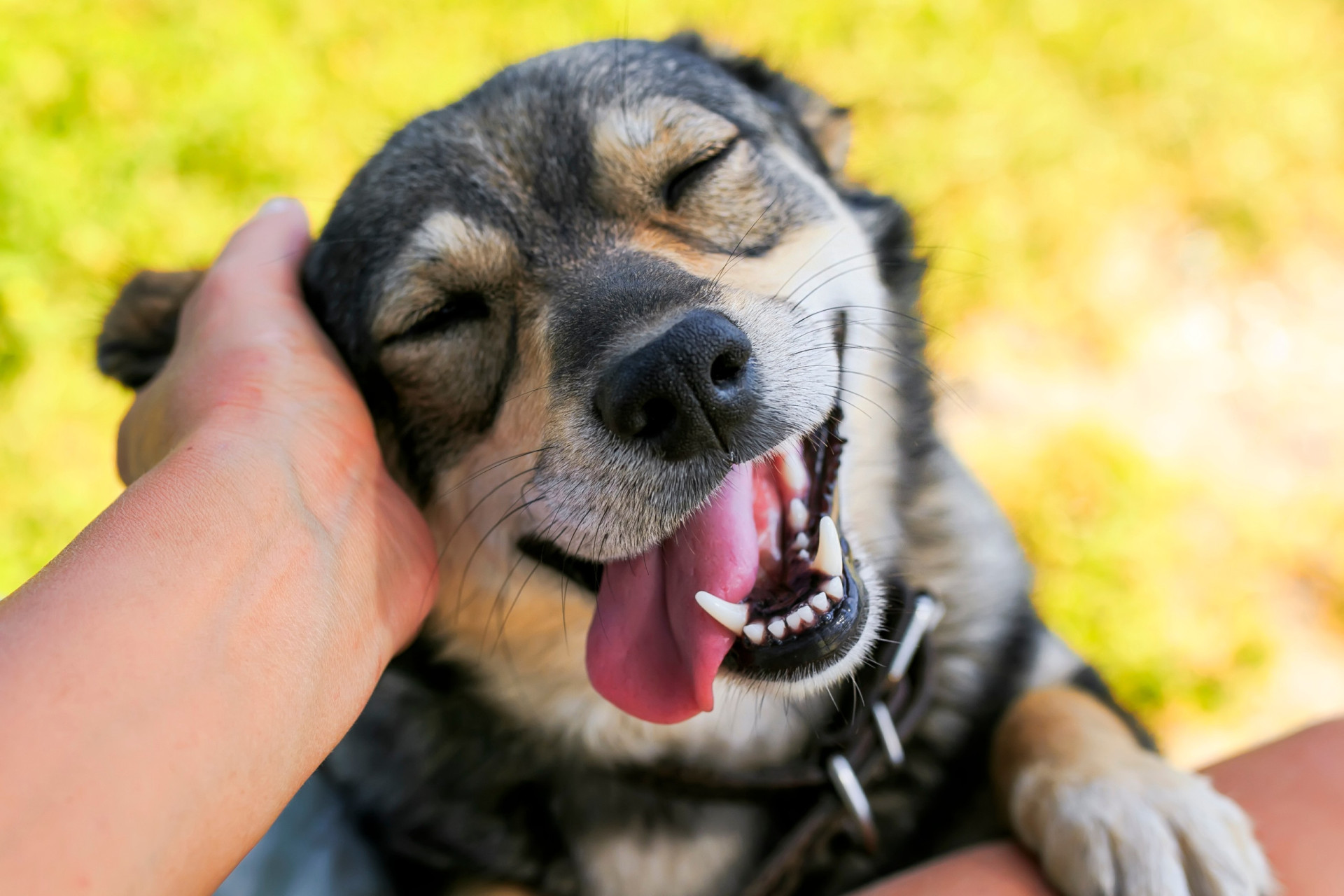 Why do people feel the urge to squeeze cute things to death?