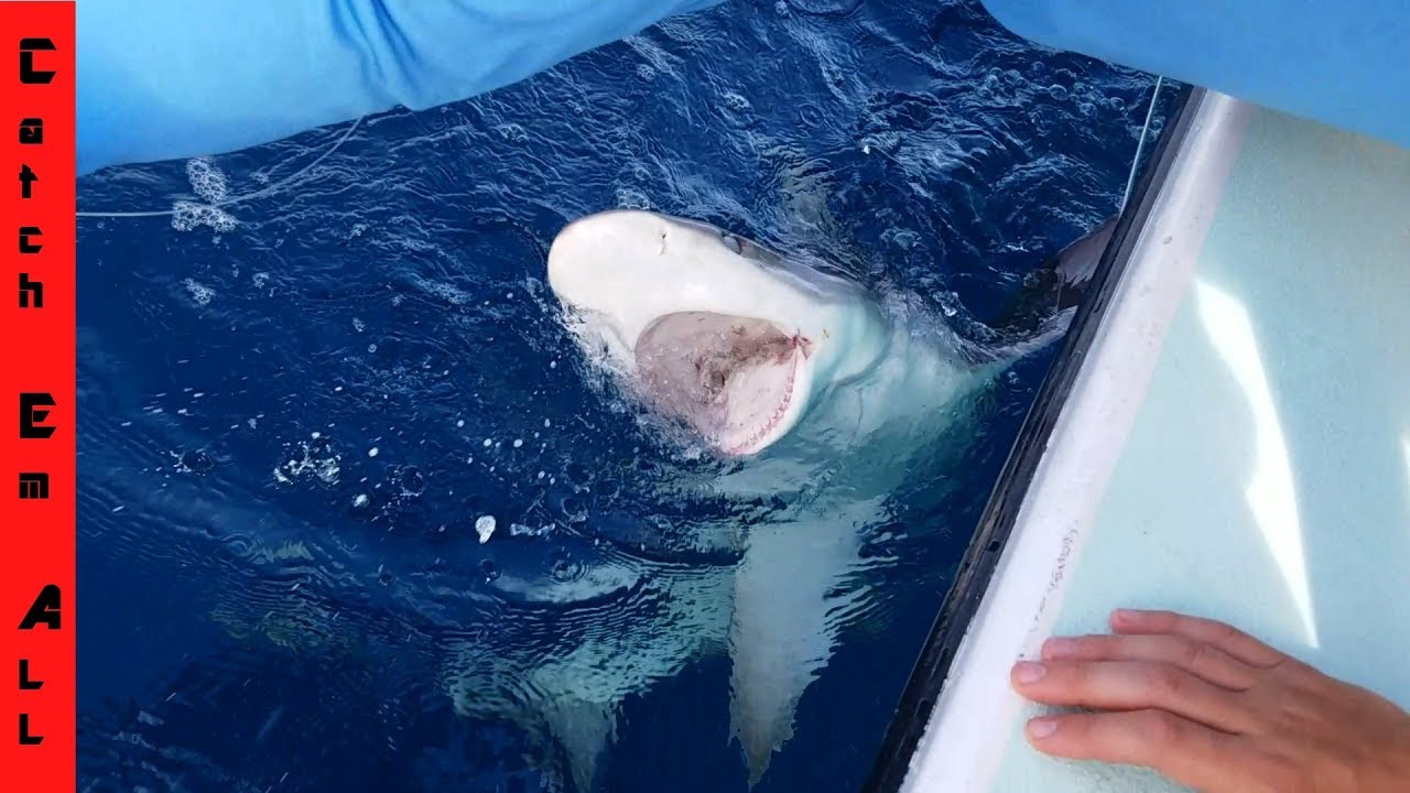 Shark Week chaos - predators everywhere and fishing gets intense