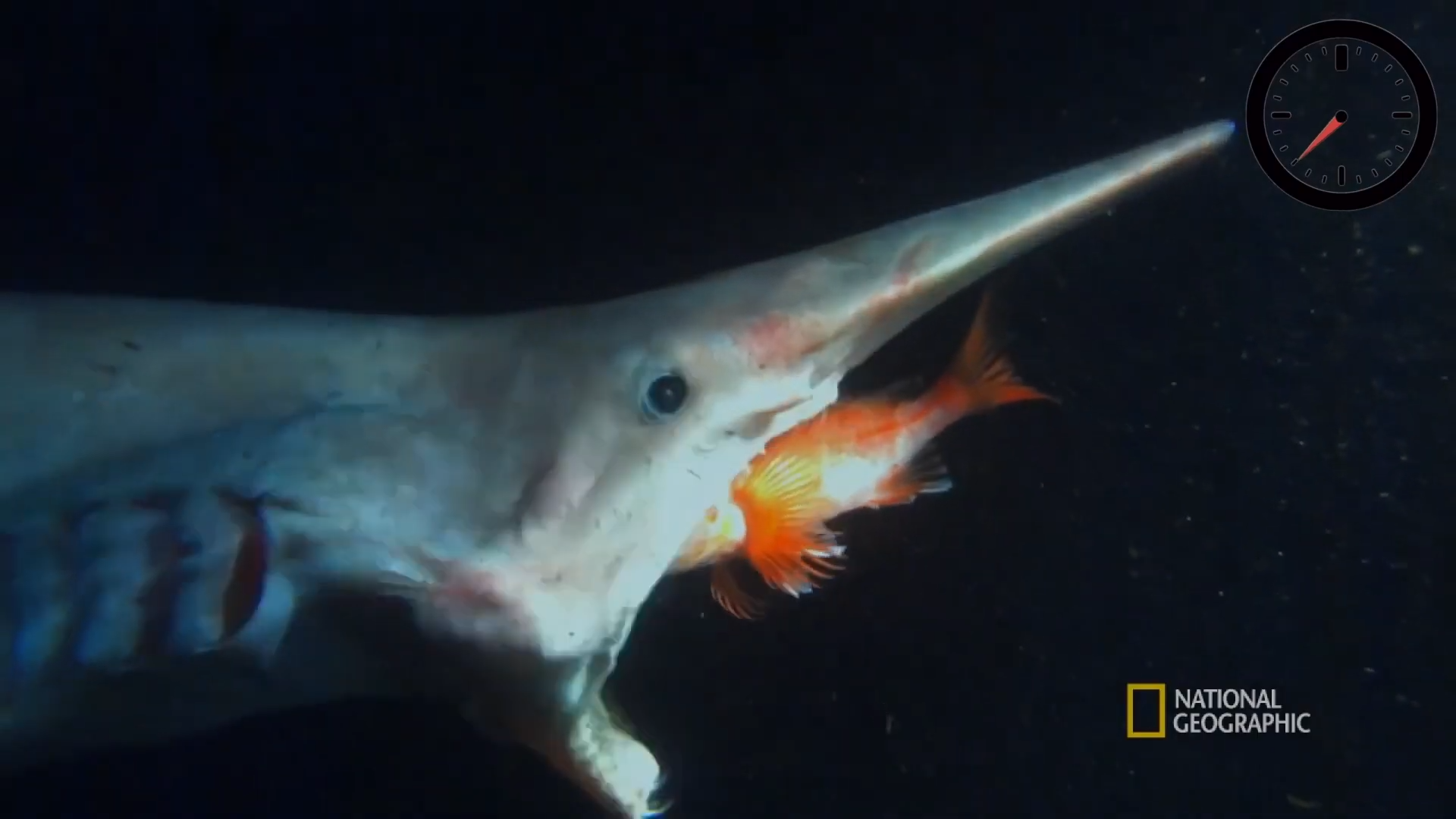 The bizarre Goblin shark that looks scary but isn’t dangerous