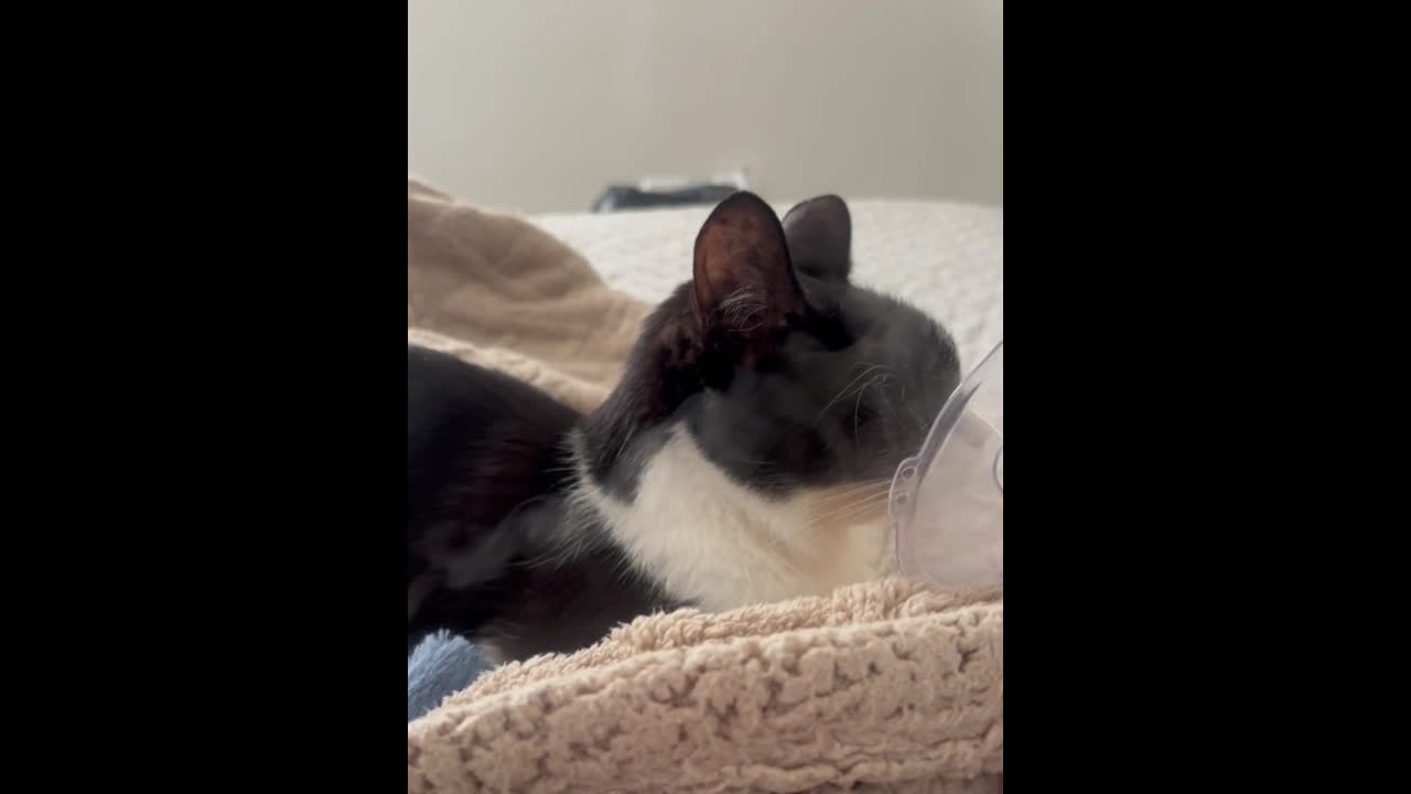 Curious cat watches sibling calmly take a nebulizer treatment in Spain