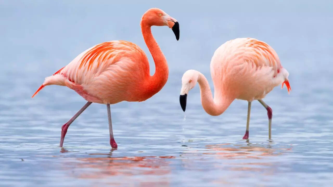7 animals whose names begin with the letter “F”