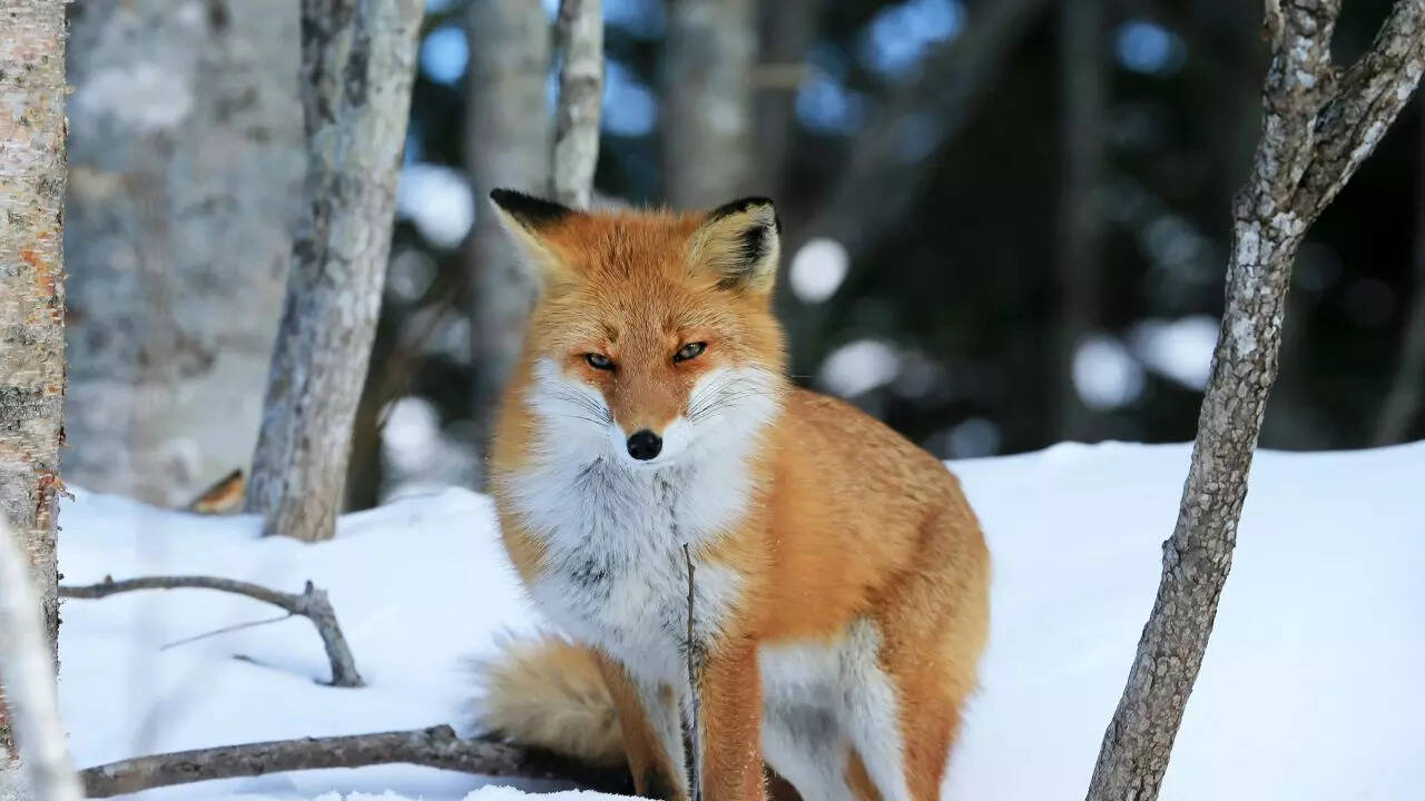 7 animals whose names begin with the letter “F”