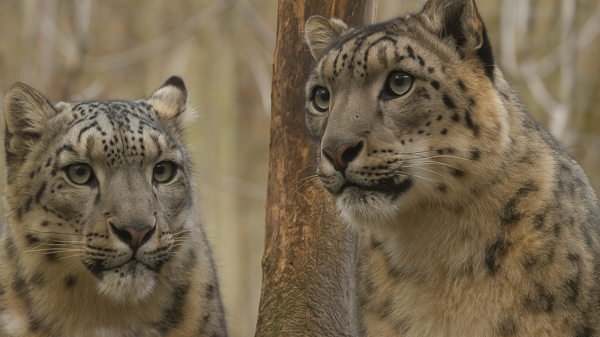 Waar kijken deze sneeuwluipaarden naar?