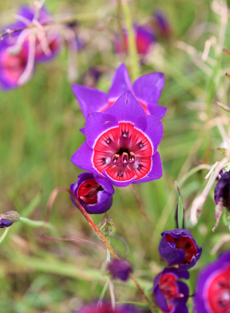 A Stunning Botanical Hotspot: Waylands Wildflower Reserve in Darling ...