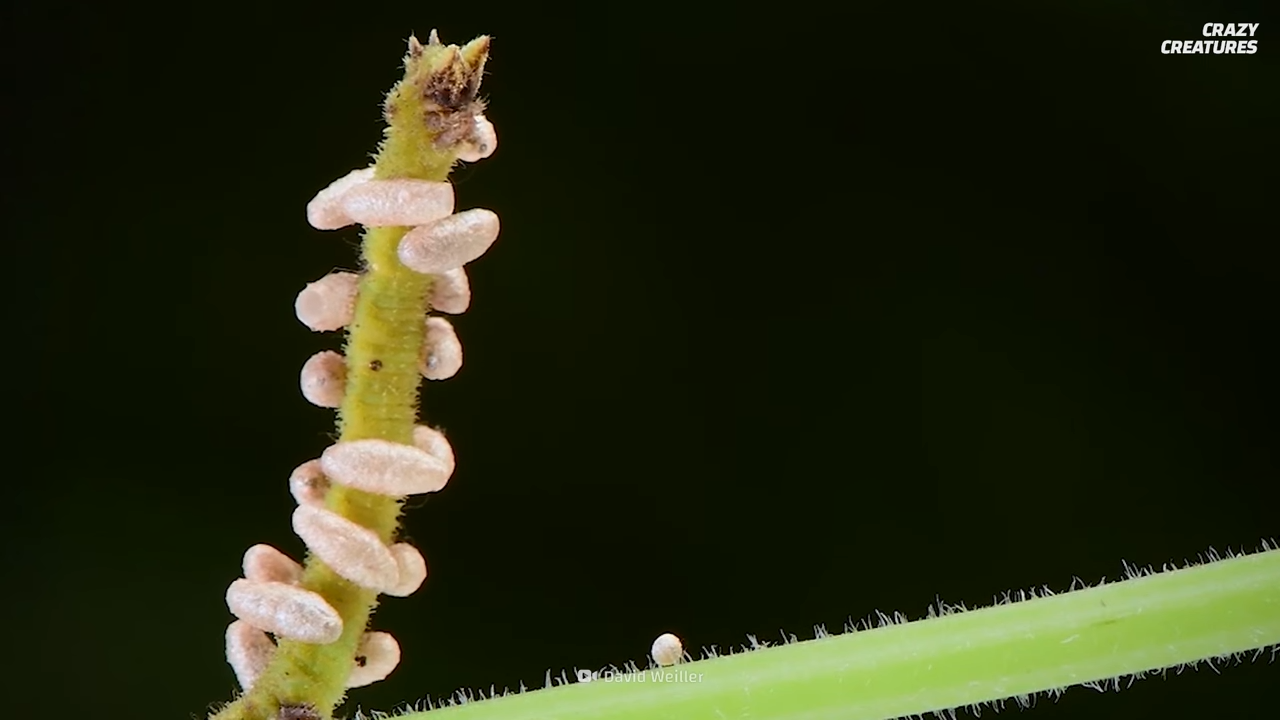 The most disturbing parasites that turn life into death