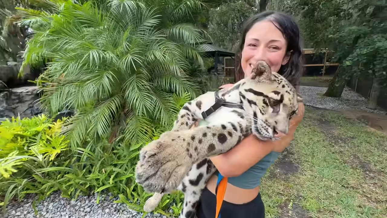 Leopard tattoo reveal – and the real leopards approve