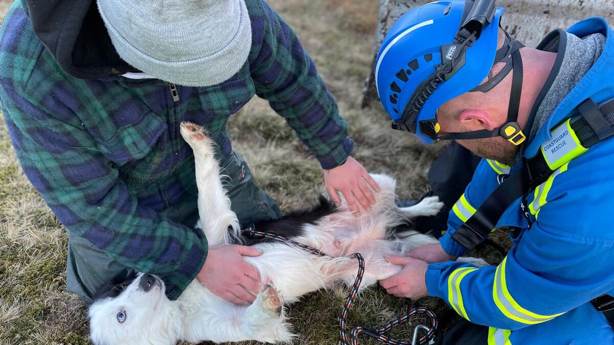 Il était « miraculeusement indemne » : un chien de 2 ans survit à une ...