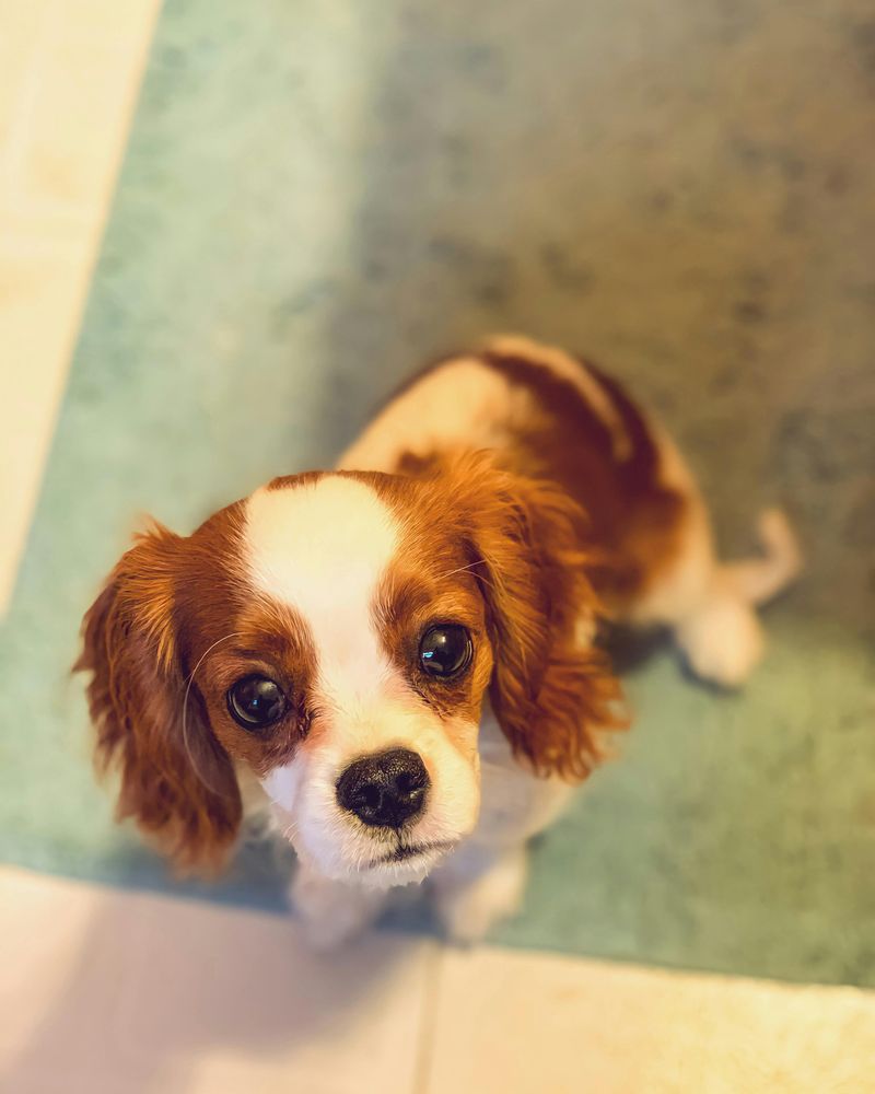 11 Tiny Dogs with Big Personalities and Loving Natures