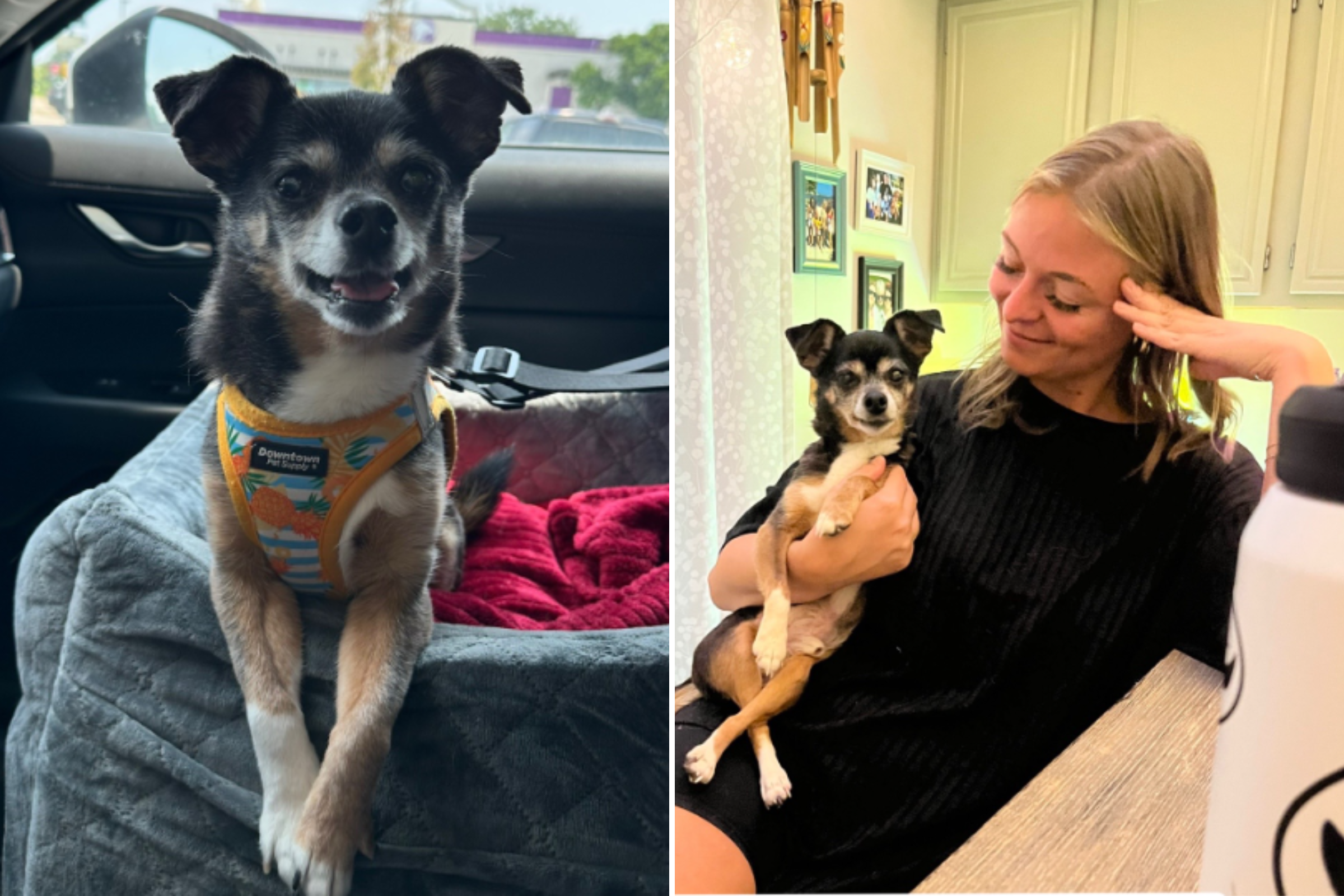 Rescue Chihuahua has “severe” anger issues in shelter, then it all changes