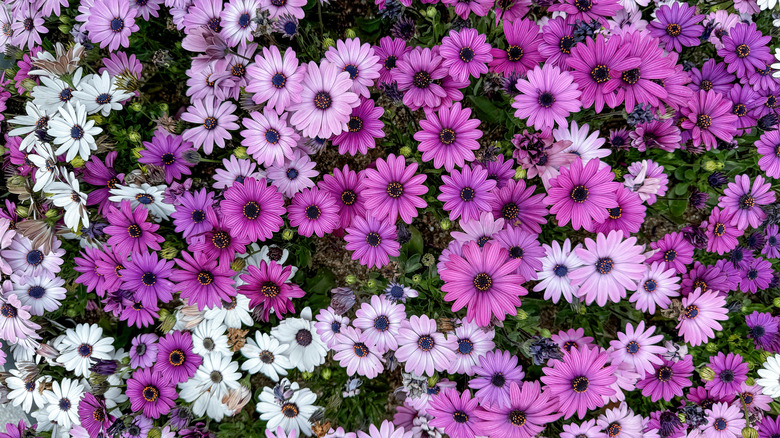 Do African Daisies Come Back Every Year? How To Keep Them Growing For ...