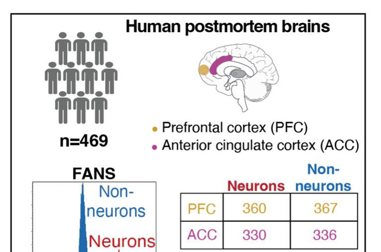 Tracing schizophrenia's origins: Study maps chromatin accessibility in ...