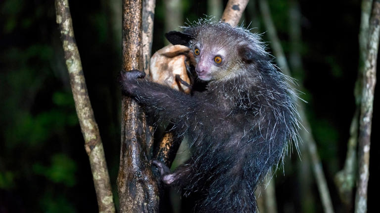 List of Top 5 Ugliest Animals in the World