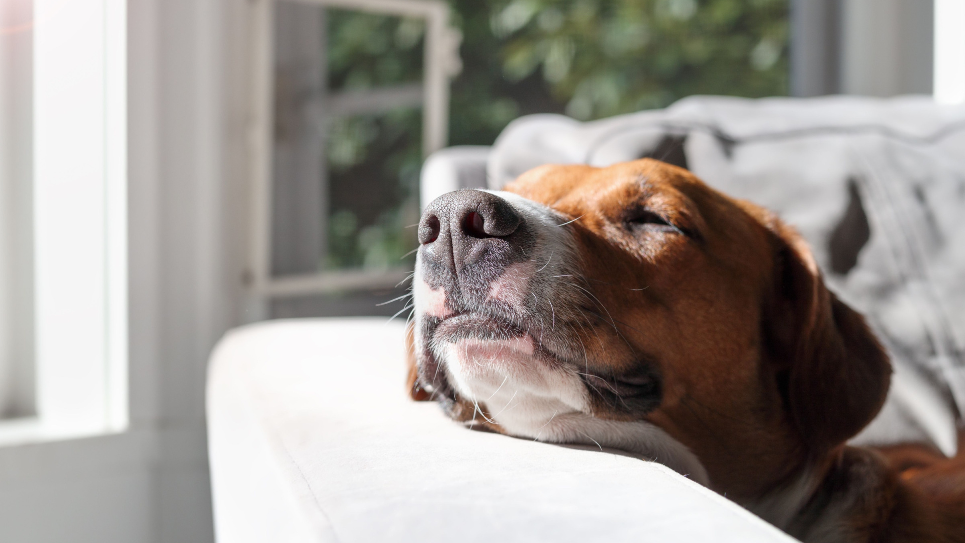 Funny Habits Dogs Have That Actually Mean Something Sweet