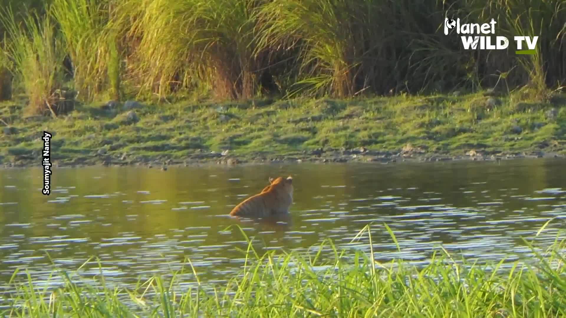 Rare “Golden” tiger spotted