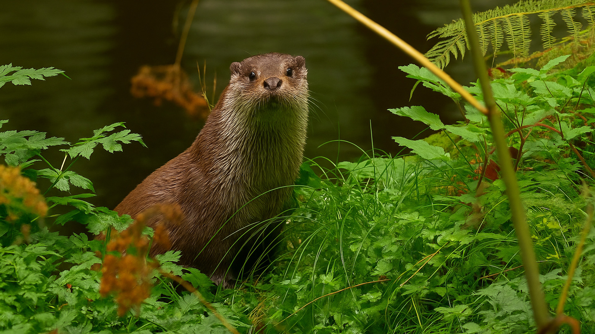 What is this otter looking at?