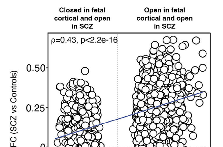 Tracing schizophrenia's origins: Study maps chromatin accessibility in ...