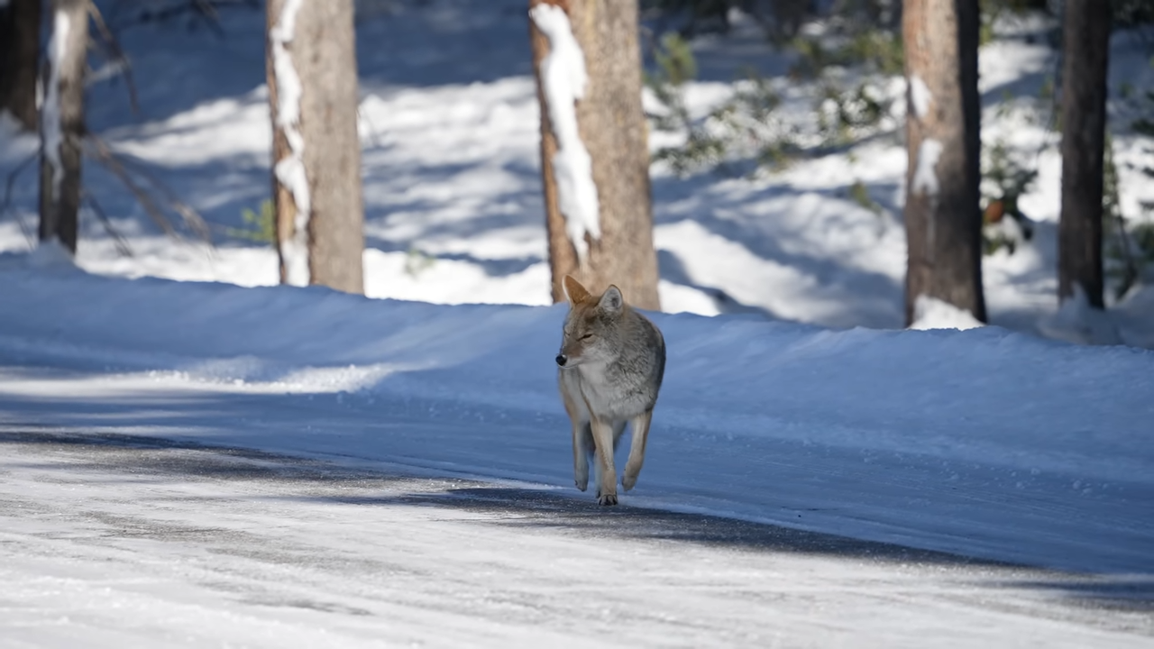 How these 3 animal reintroductions ended in tragedy